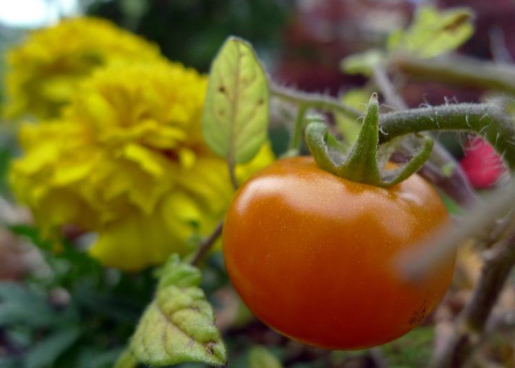 8 Air-Purifying Plants That Clean Your Home Naturally - Gardening Made Easy