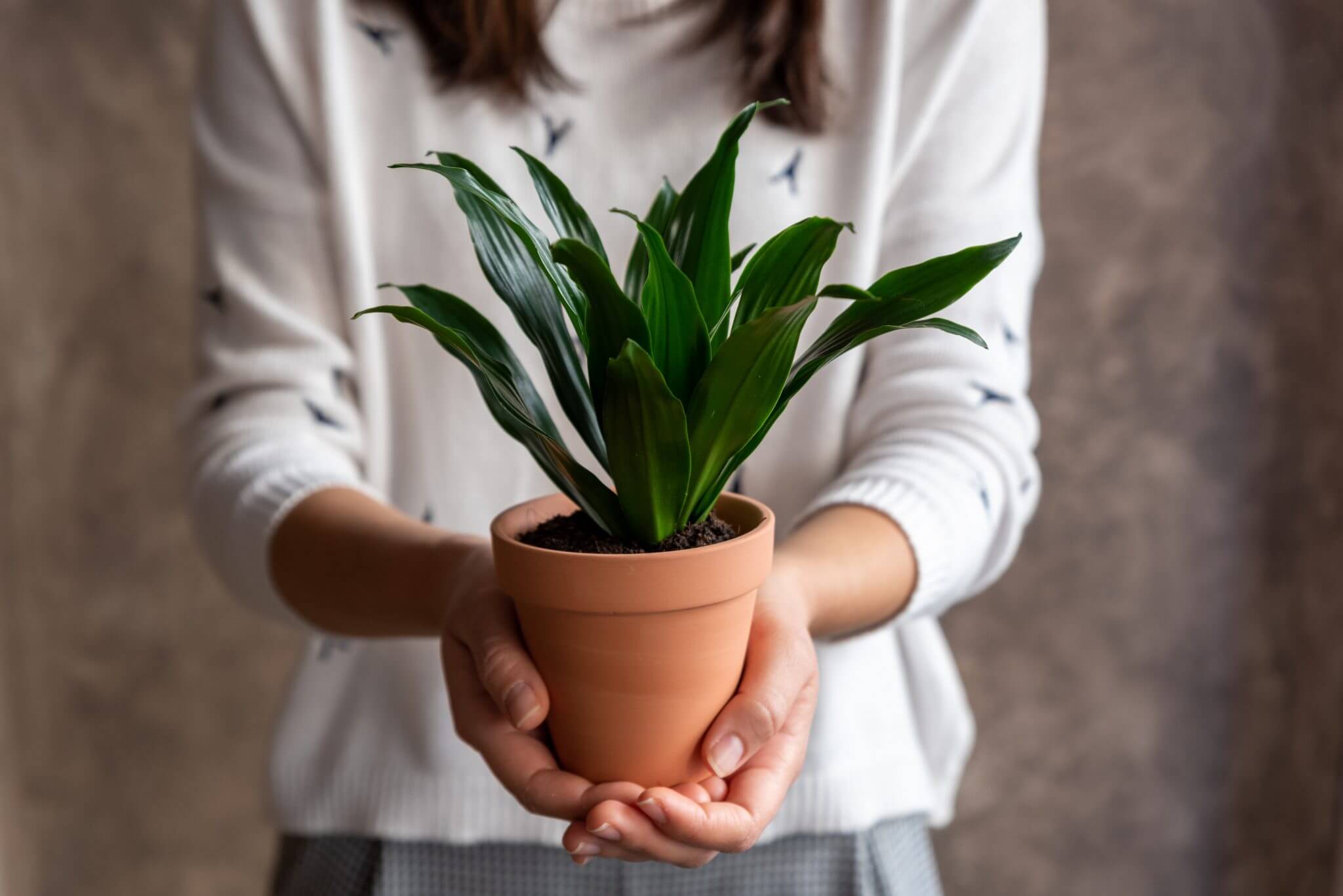8 Air-Purifying Plants That Clean Your Home Naturally - Gardening Made Easy